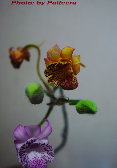 Bloggang.com : Patteera : Calanthe cardioglossa