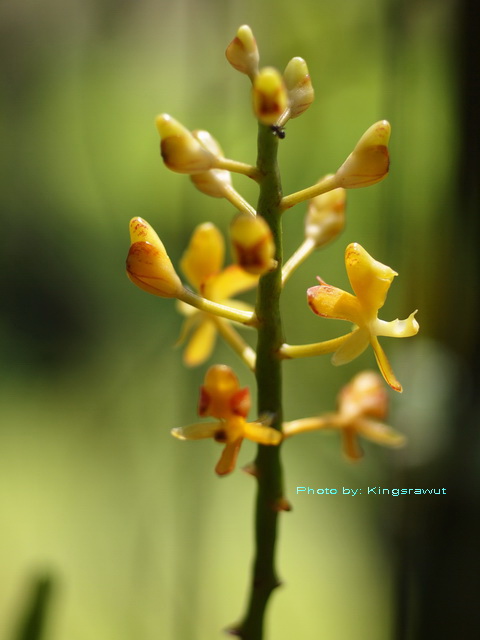 Phal.honghenense x Phal.parishii