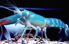 Crayfish