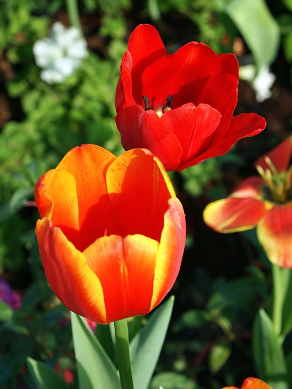 ☺☻☼ Beautiful Colorful Tulip☺☻☼