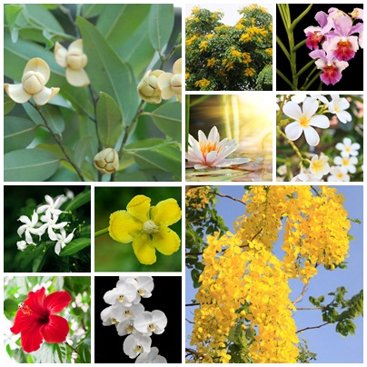 The ASEAN countries, flowers. 10, national