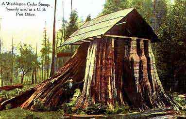 Bloggang.com : ต่อตระกูล : Cedar Stump Post Office ไปรษณีย์ตอไม้ซีดาร์