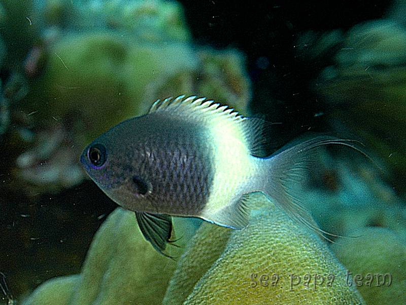Chromis dimidiata