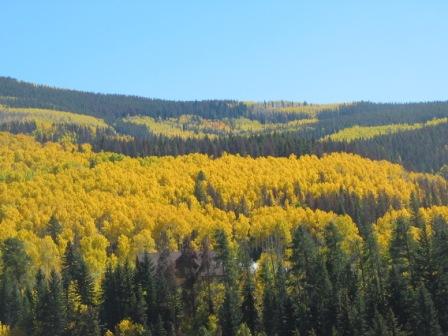 A Colorful Nature: Changing Color of the Lovely Aspen Leaves