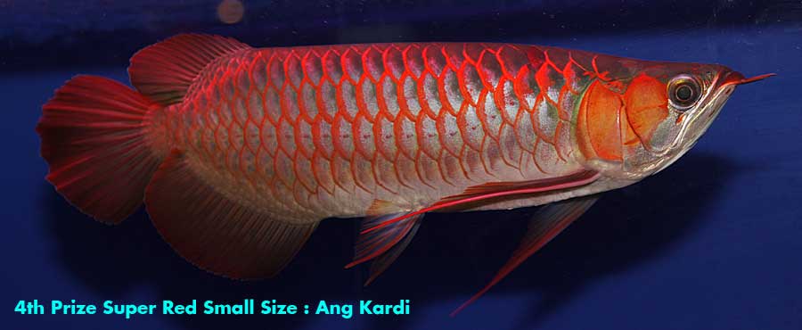 Alfamart WTC Fish Competition 2009
