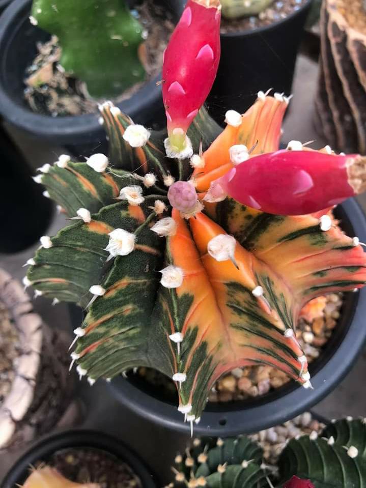 เพาะเมล็ด LB2178 hybrid ด่าง x LB2178แท้ (ซื้อจากคุณอาภรณ์ บรรพต)