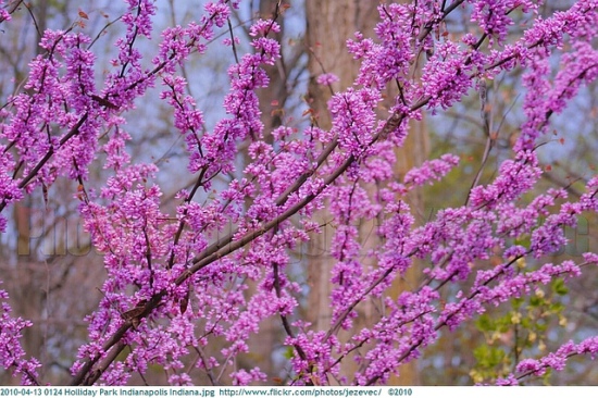Bloggang.com : หงส์ฟู่ - Eastern Redbud (Cercis canadensis L.)