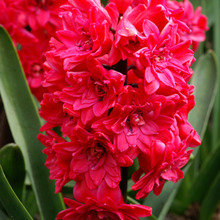 พันธุ์ดอกไฮอาซินธ์ (Hyacinth)