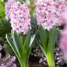 พันธุ์ดอกไฮอาซินธ์ (Hyacinth)