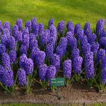 พันธุ์ดอกไฮอาซินธ์ (Hyacinth)