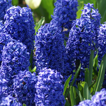 พันธุ์ดอกไฮอาซินธ์ (Hyacinth)