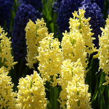 พันธุ์ดอกไฮอาซินธ์ (Hyacinth)