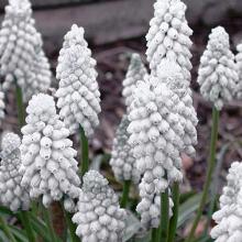 พันธุ์ดอกมิสคารี่ (Muscari)