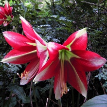 Bloggang.com : หงส์ฟู่ - ว่านสี่ทิศสายพันธุ์แท้ (Hippeastrum Species) - 2