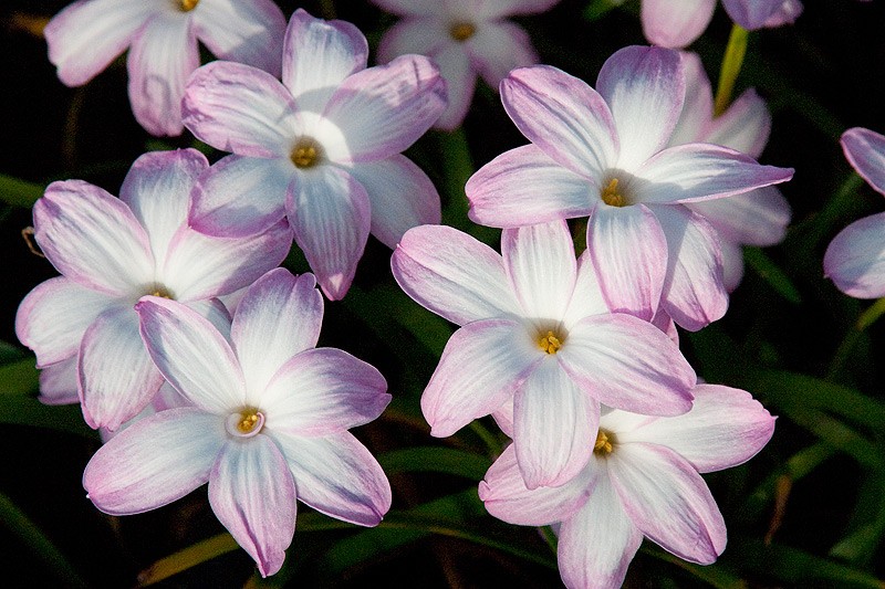 Zephyranthes La Bufa Rosa "Aperitif"
