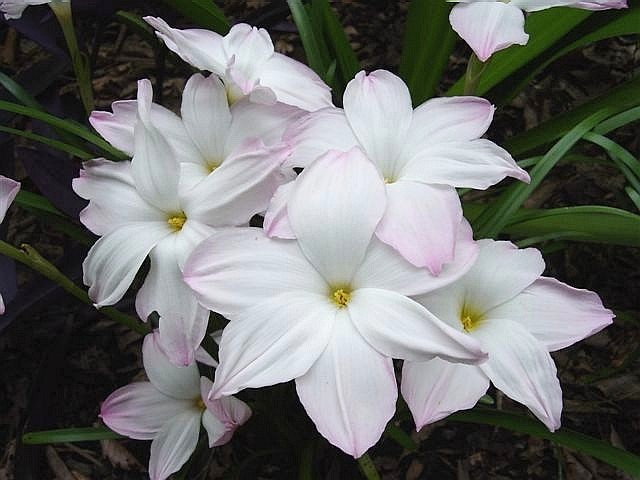 บัวดินกลุ่ม La Bufa Rosa