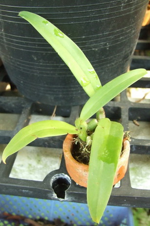 สิงโตลูกผสม Bulb. longissimum x Bulb. subumbellatum