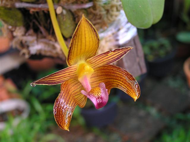 BlogGang.com : : bboong - Bulb. claptonense (species)