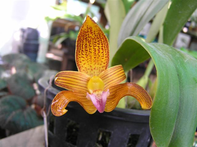 BlogGang.com : : bboong - ฺBulb. sumatra red x Bulb. claptonense