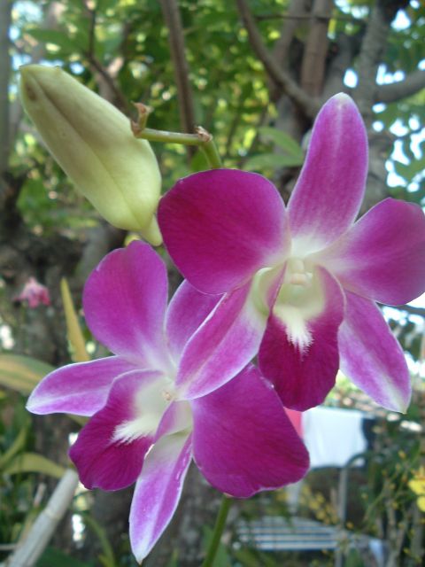 ภาพดอกไม้ที่บ้าน ถ่ายเองครับผม