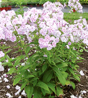 เปิดโลกดอกไม้ตอนที่ 1