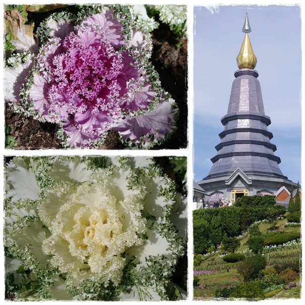 Bloggang.com : ชิคาปู้ : @ ดอยเสมอดาว-ภูชี้ฟ้า-ดอนอินทนนท์ ธันวาคม ปี 2552