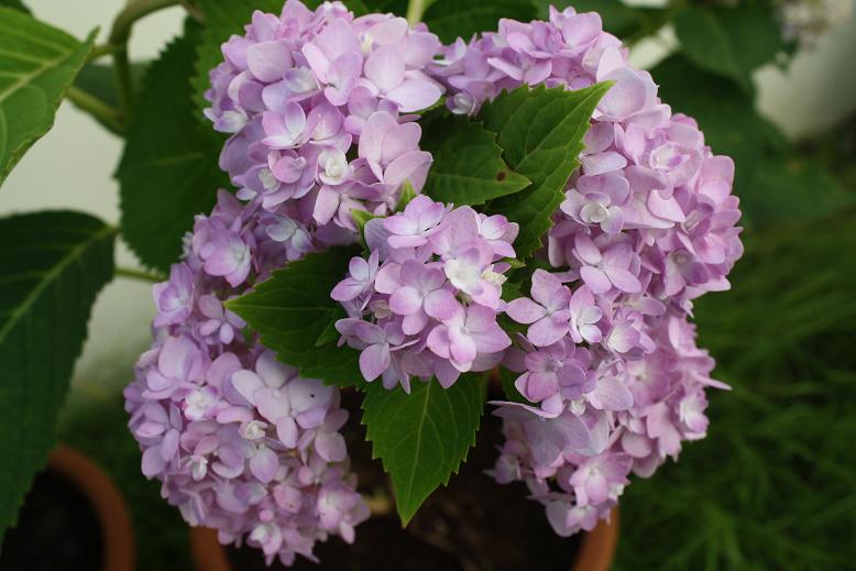 Bloggang.com : chicken demon