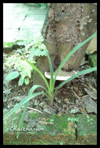 น้องเต้ยพาเที่ยวบ้านครับ