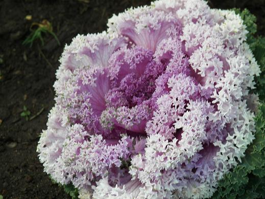 Bloggang.com : chicken demon - เชียงใหม่วันที่สอง....ขึ้นดอยอินทนนท์...