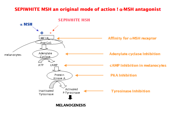 Bloggang.com : Detective IX : [Ingredient focus] : Undecylenoyl ...
