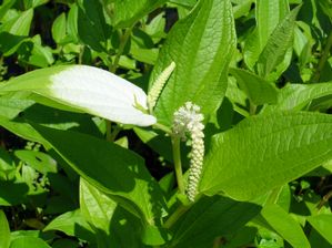 [Ingredient focus] : Saururus Chinensis Extract