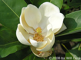 [Ingredient focus] : Magnolignan/ Tetrahydromagnolol