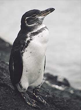 โลกของเพนกวิน (Taxonomy of Penguins)