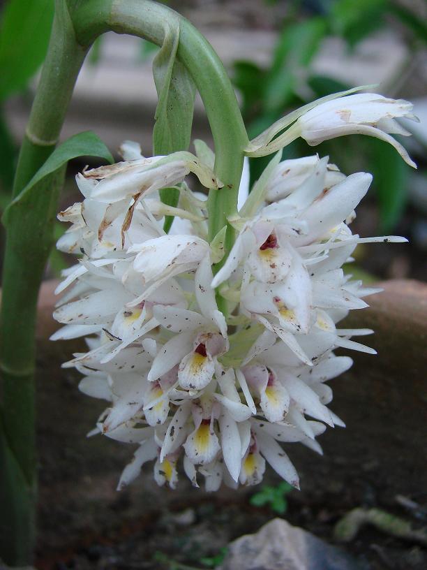 ว่านจูงนาง Geodorum recurvum (Roxb.) Alston