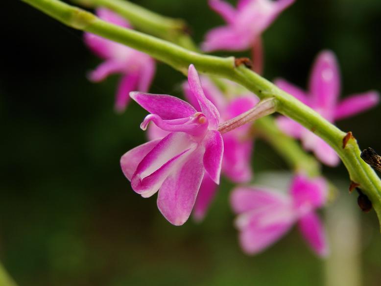 ๑๑..เอื้องช่อม่วง..๑๑