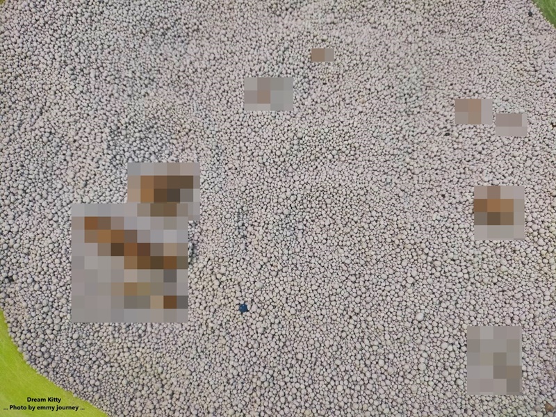 ทรายแมว Dream Kitty เปลี่ยนชื่อเป็น Dream Litty