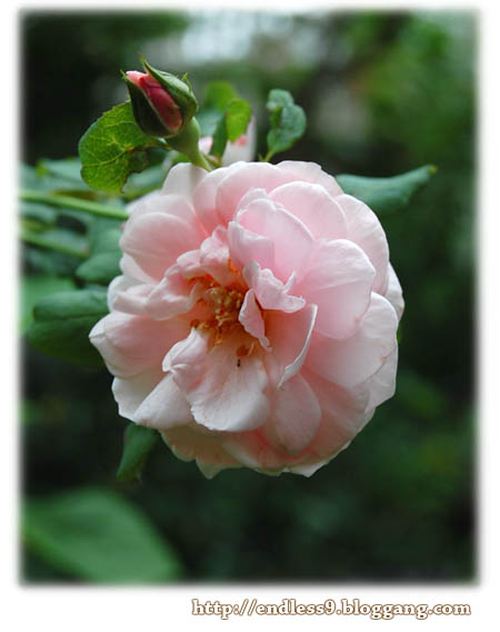 Nahema Rose - ผิดจากที่คลาดไว้
