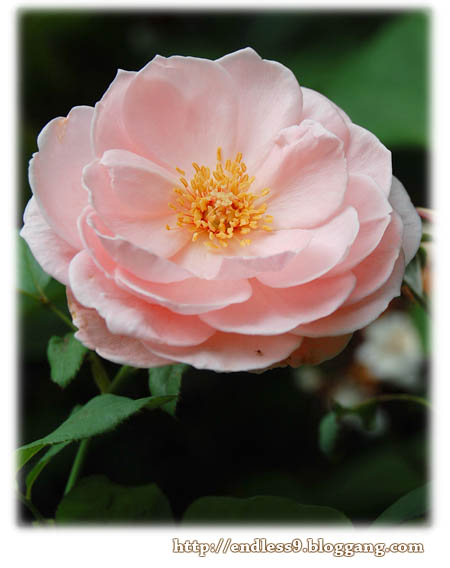 Nahema Rose - ผิดจากที่คลาดไว้