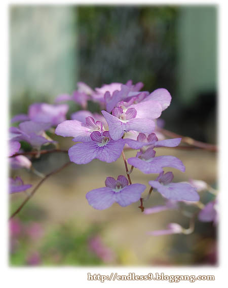 Bloggang.com : endless man : ไอโอนอปซิส (Ionopsis Utricularioides ...