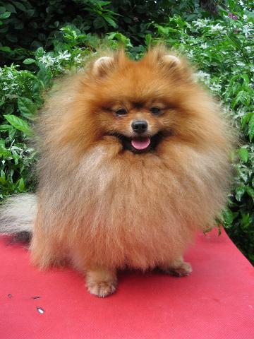 ผลงานการ Breed ลูกสุนัข Pomeranian เพศผู้