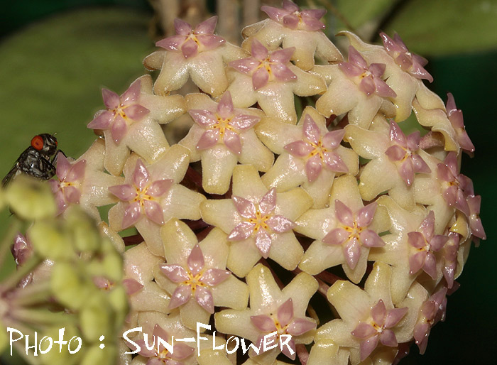 BlogGang.com : : sun-flower