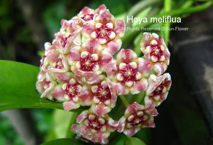 BlogGang.com : : sun-flower - Hoya meliflua