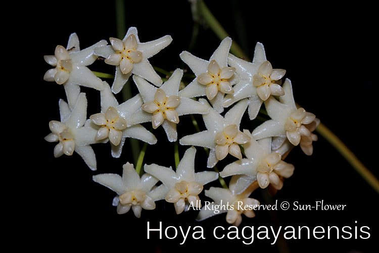 BlogGang.com : : sun-flower