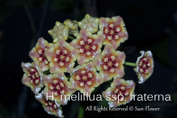 BlogGang.com : : sun-flower