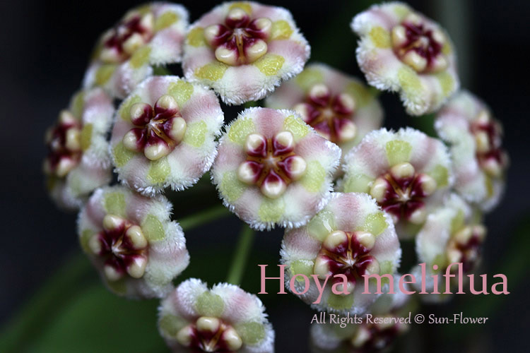 BlogGang.com : : sun-flower