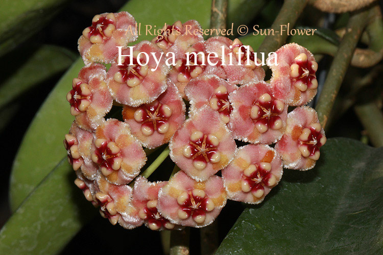 BlogGang.com : : sun-flower