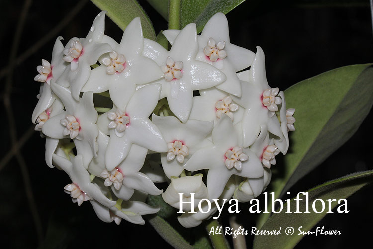 Hoya albiflora
