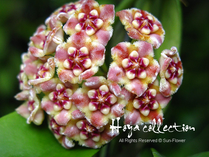BlogGang.com : : sun-flower - Hoya meliflua