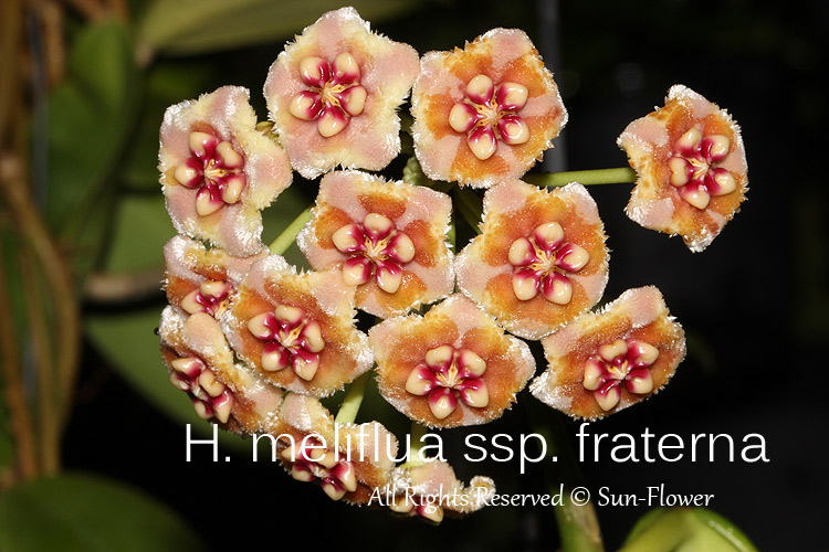 BlogGang.com : : sun-flower