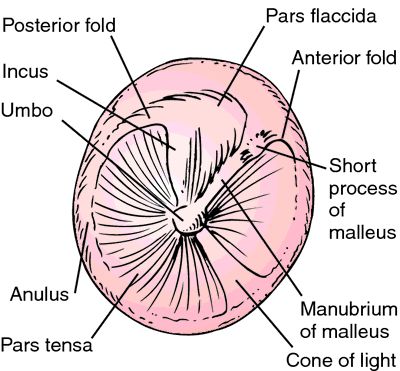 BlogGang.com : : Gibpiko : Anatomy of the ear